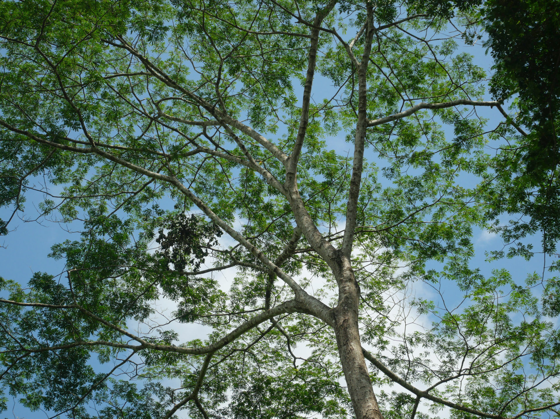 Arbre-1 - THANRY Côte d'Ivoire